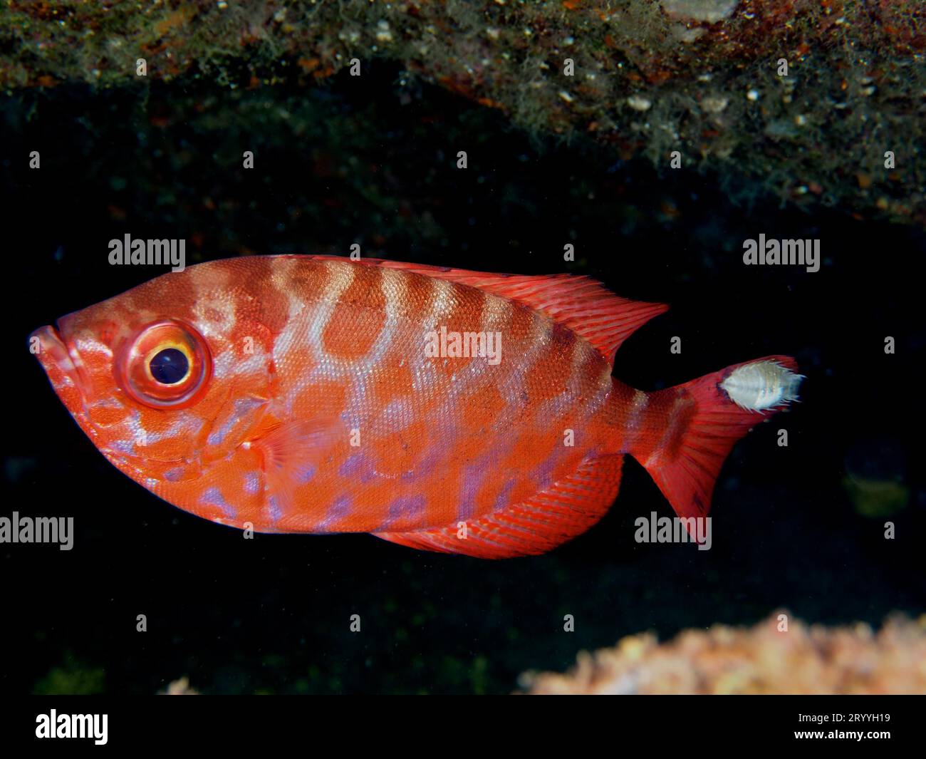 Bigeye glasseye snapper (Heteropriacanthus cruentatus) with isopod ...