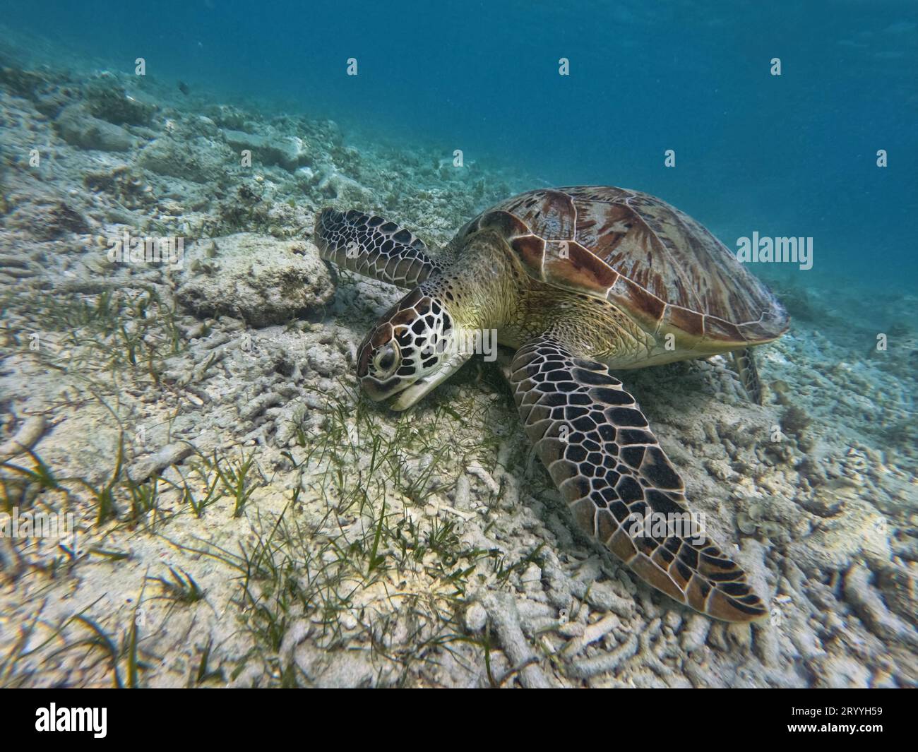 Green sea turtle on reef indonesia hi-res stock photography and images ...