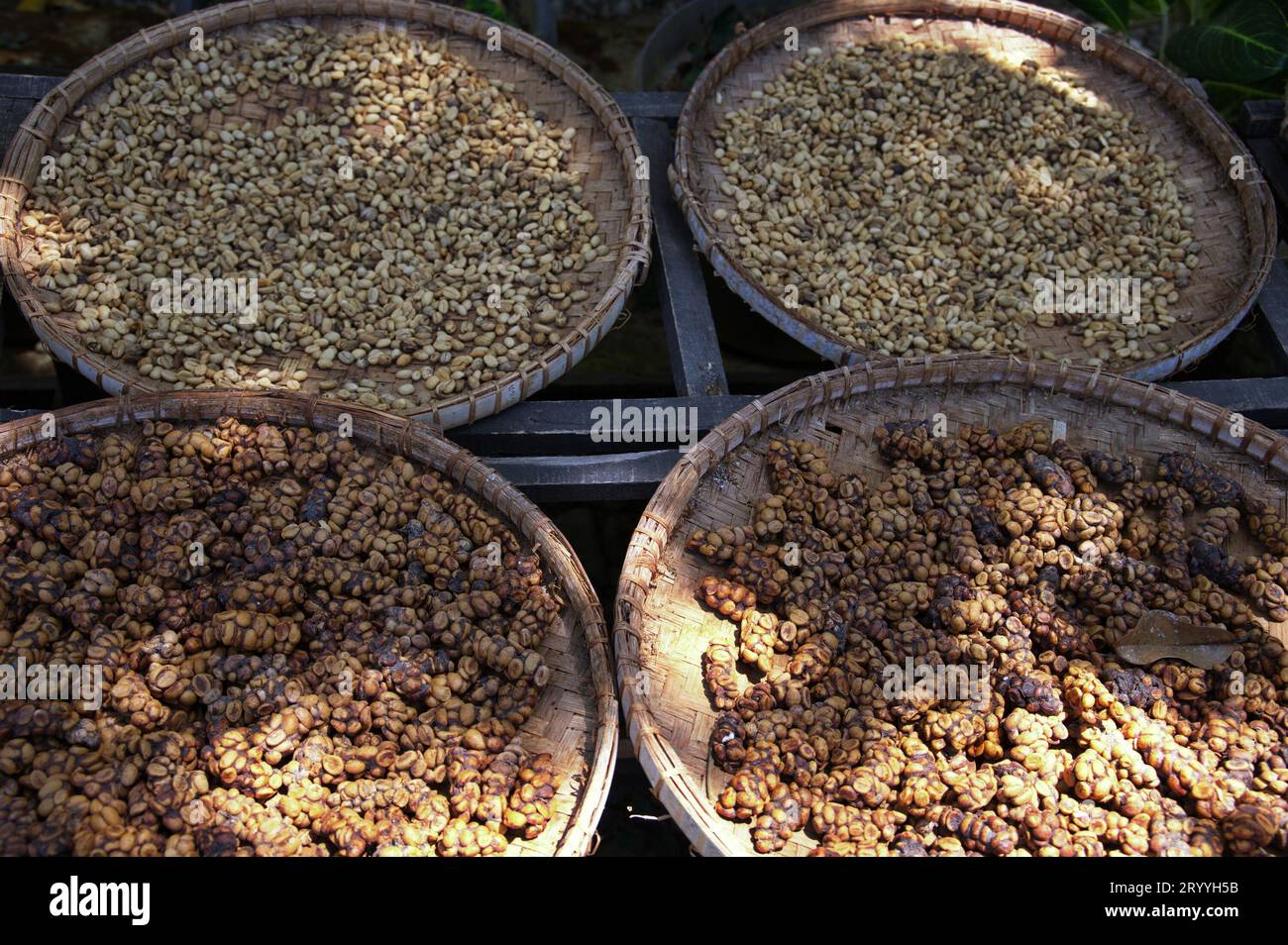 Coffee cherries (Kopi Luwak), which have been eaten and defecated by ...