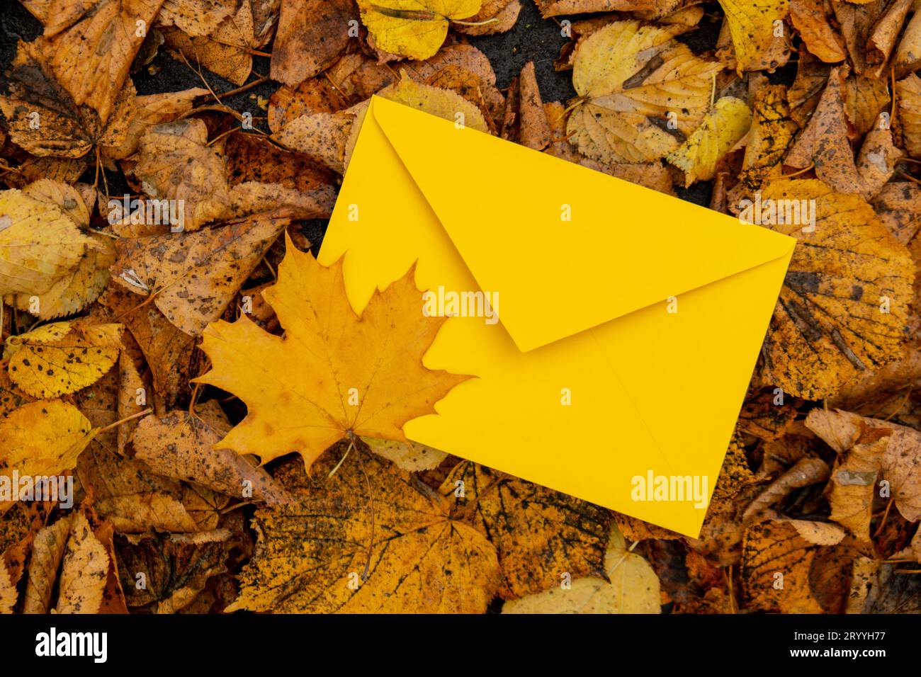 Empty yellow envelope mock up around Colorful falling autumn leaves ...