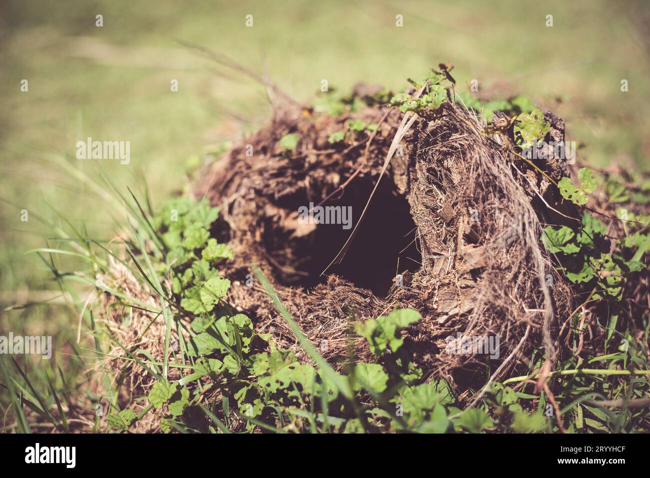 Close up of snake hole in the park. Animal living and nature concept ...