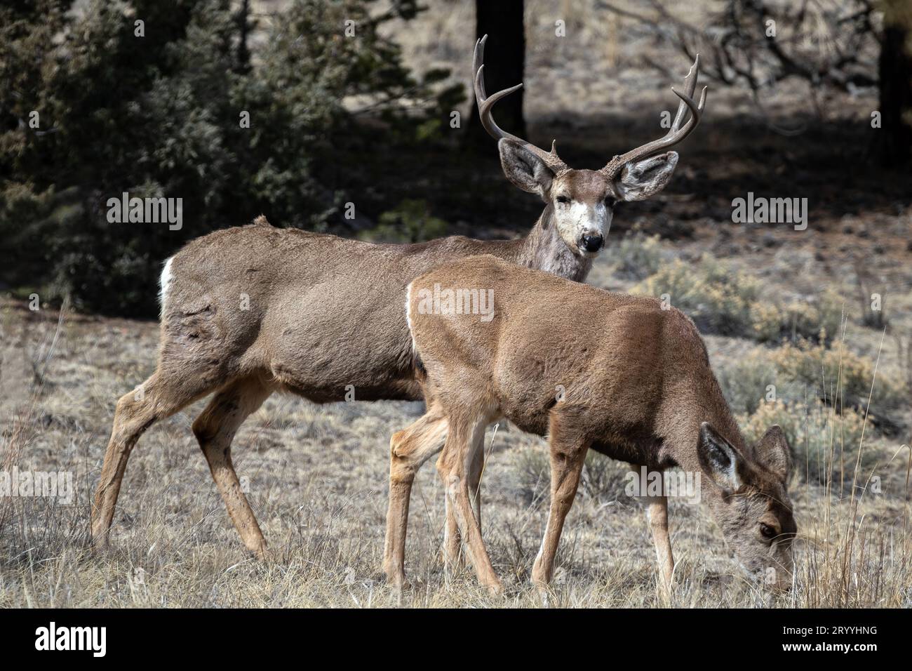 Mule deer face buck hi-res stock photography and images - Alamy