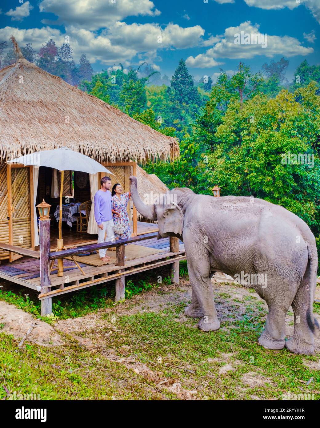 Couple visiting a Elephant sanctuary in Chiang Mai Thailand, Elephant ...