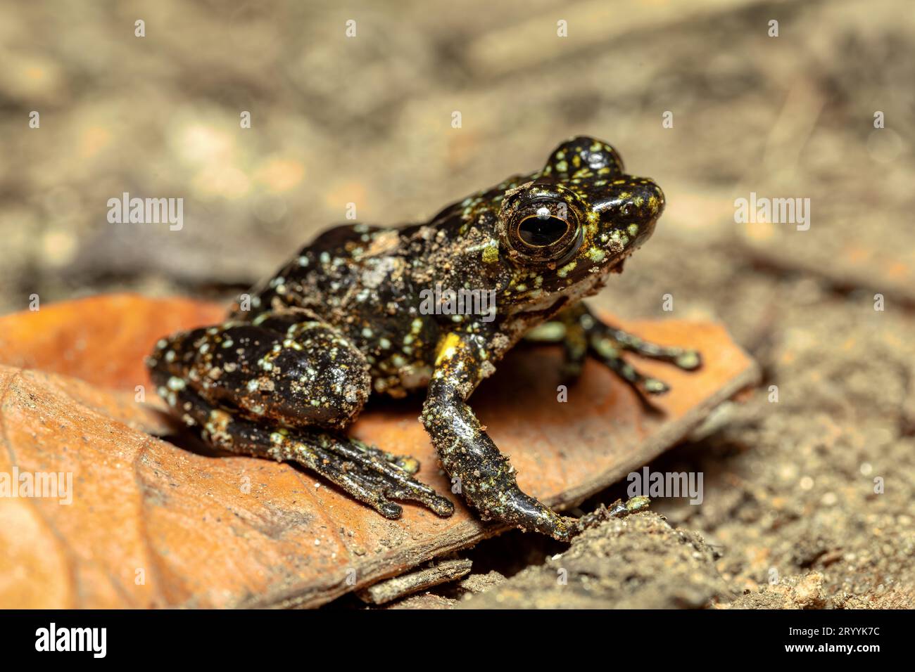 Mantidactylus lugubris, Ranomafana National Park, Madagascar wildlife ...
