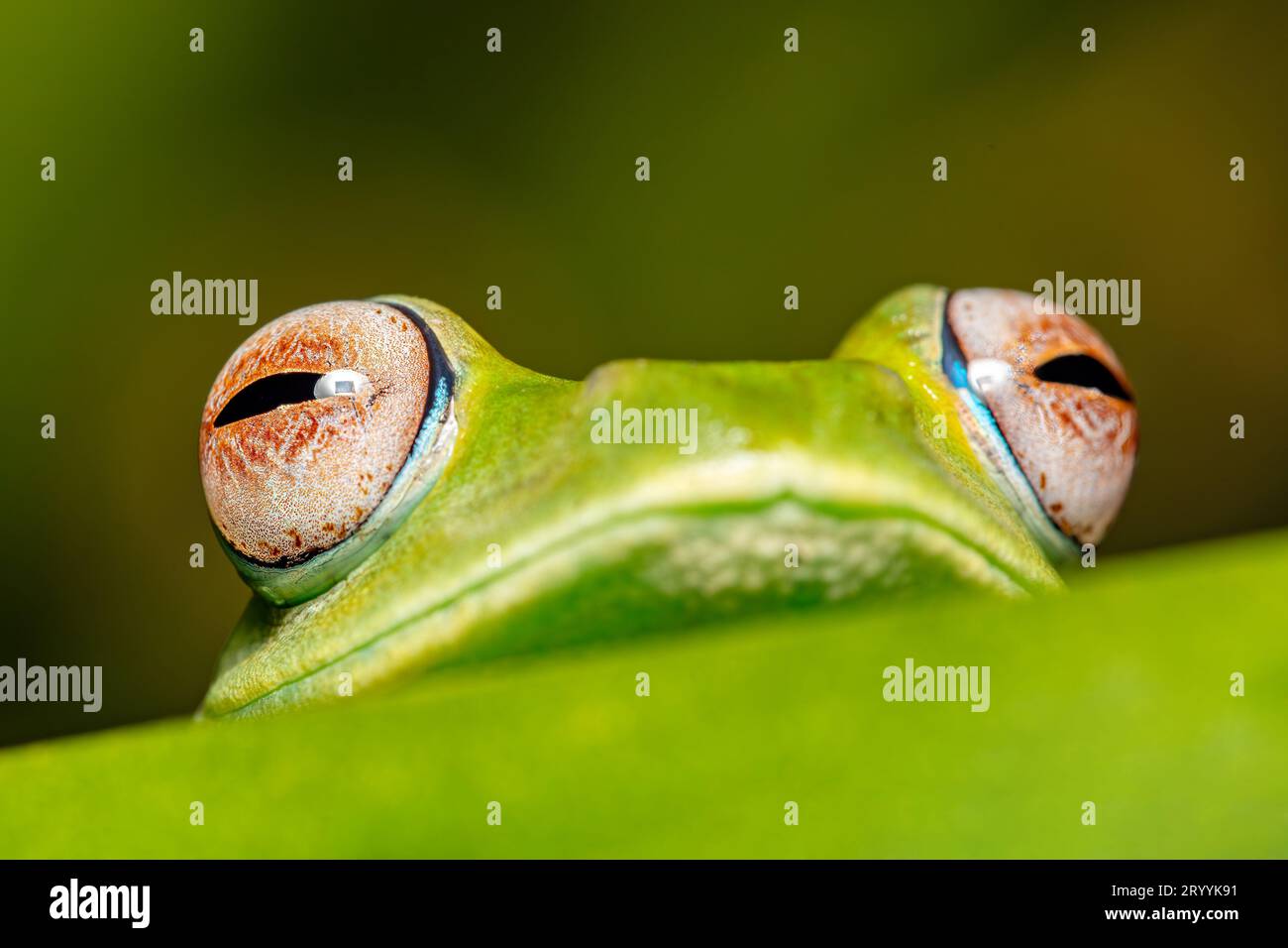 Elena's Treefrog, Boophis elenae, frog in Ranomafana National Park ...