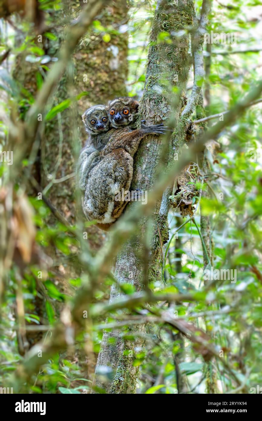 Avahi, Peyrieras' Woolly Lemur, Avahi peyrierasi, Madagascar wildlife ...