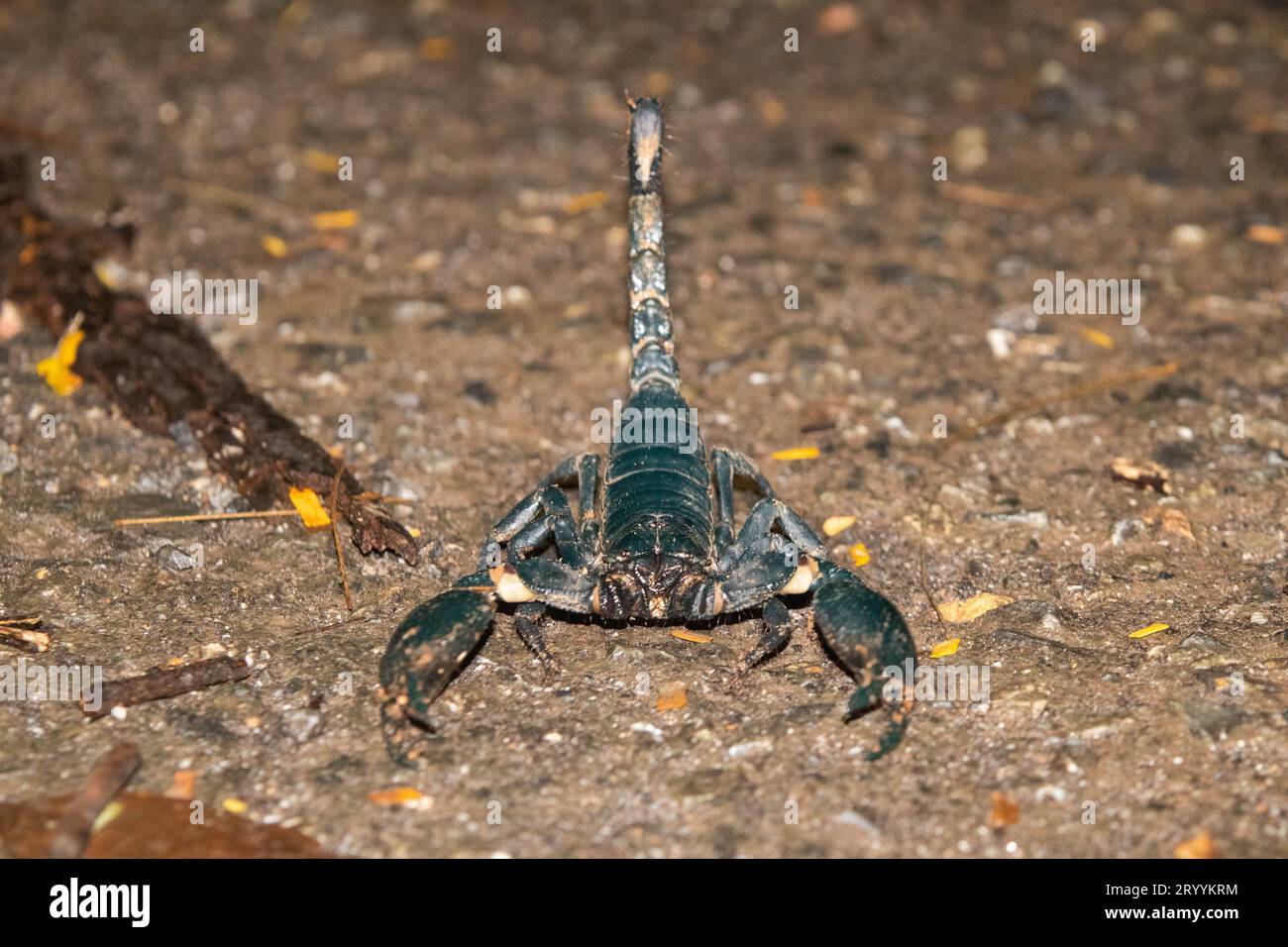 Forest scorpion hi-res stock photography and images - Alamy