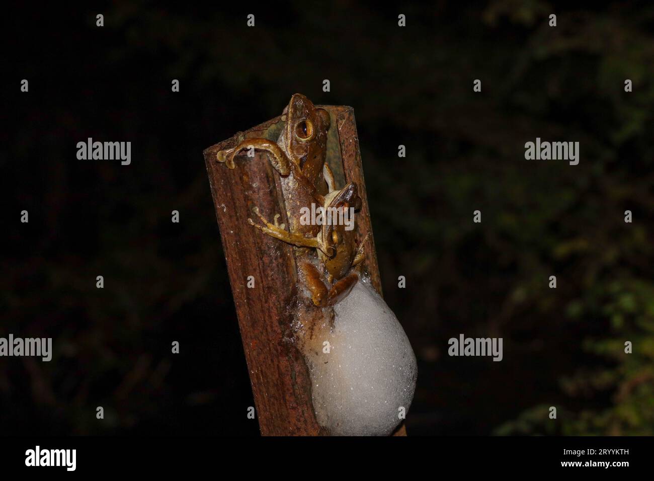 Tree frog mating hi-res stock photography and images - Alamy