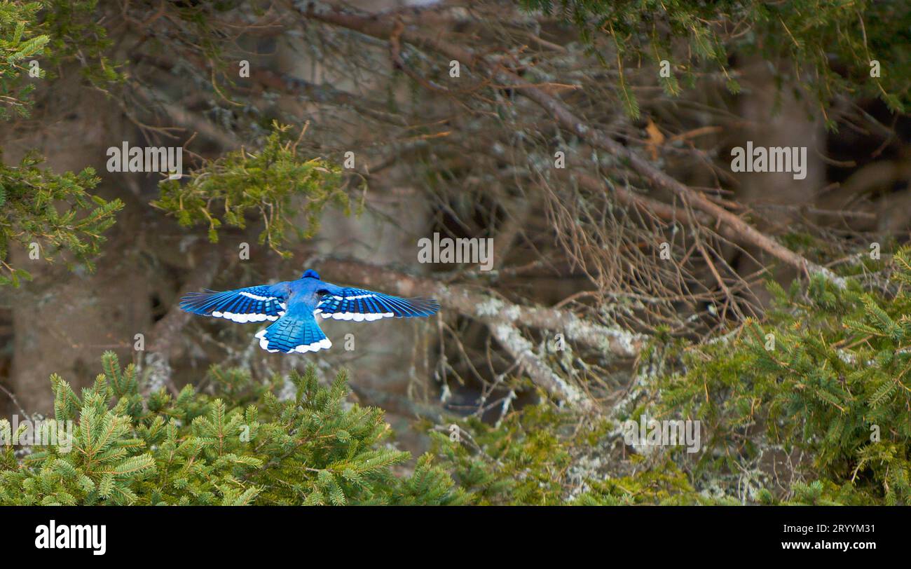 Blue jay flying hi-res stock photography and images - Alamy