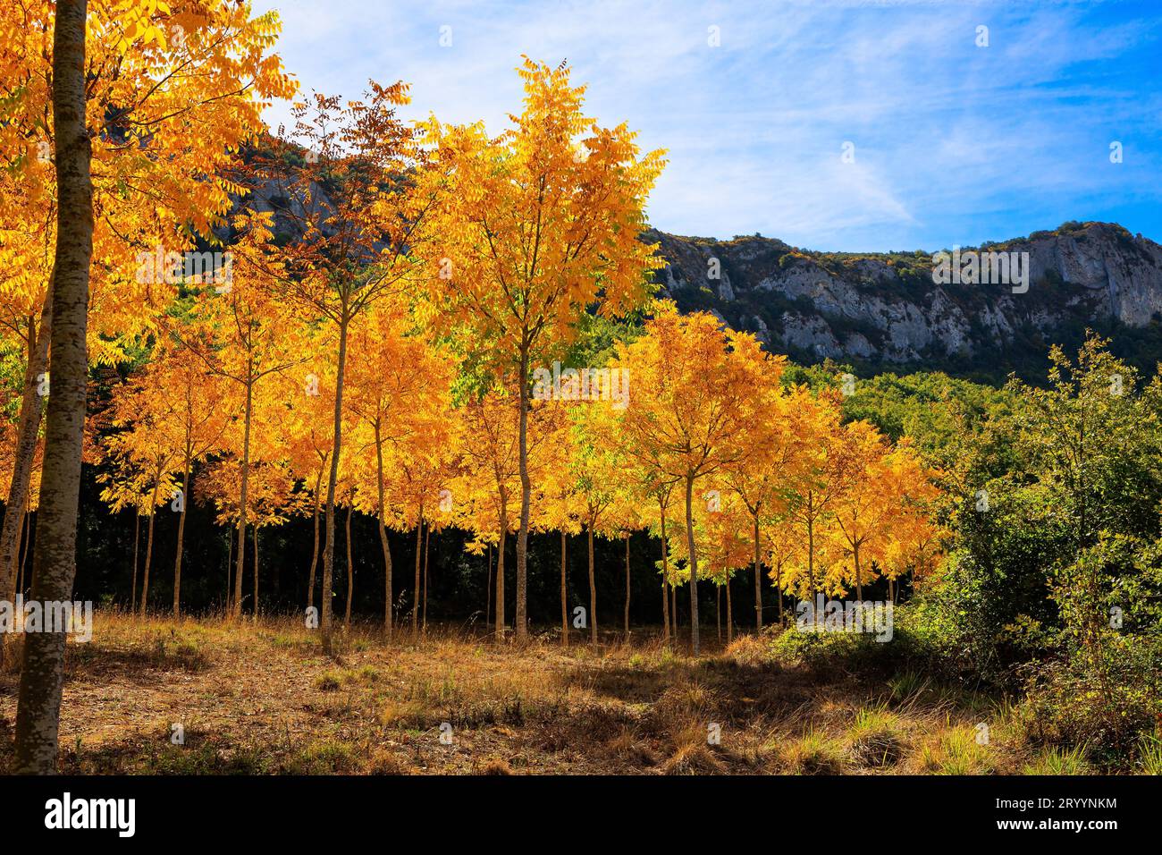 Grove sun hi-res stock photography and images - Alamy