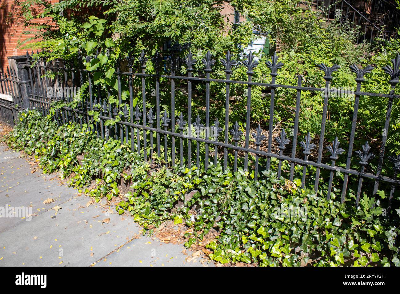 Vine fence hi-res stock photography and images - Alamy