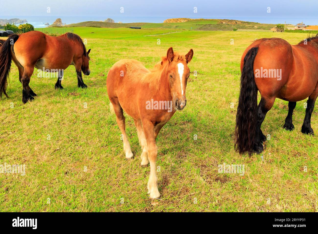 Adorable sea animal hi-res stock photography and images - Alamy
