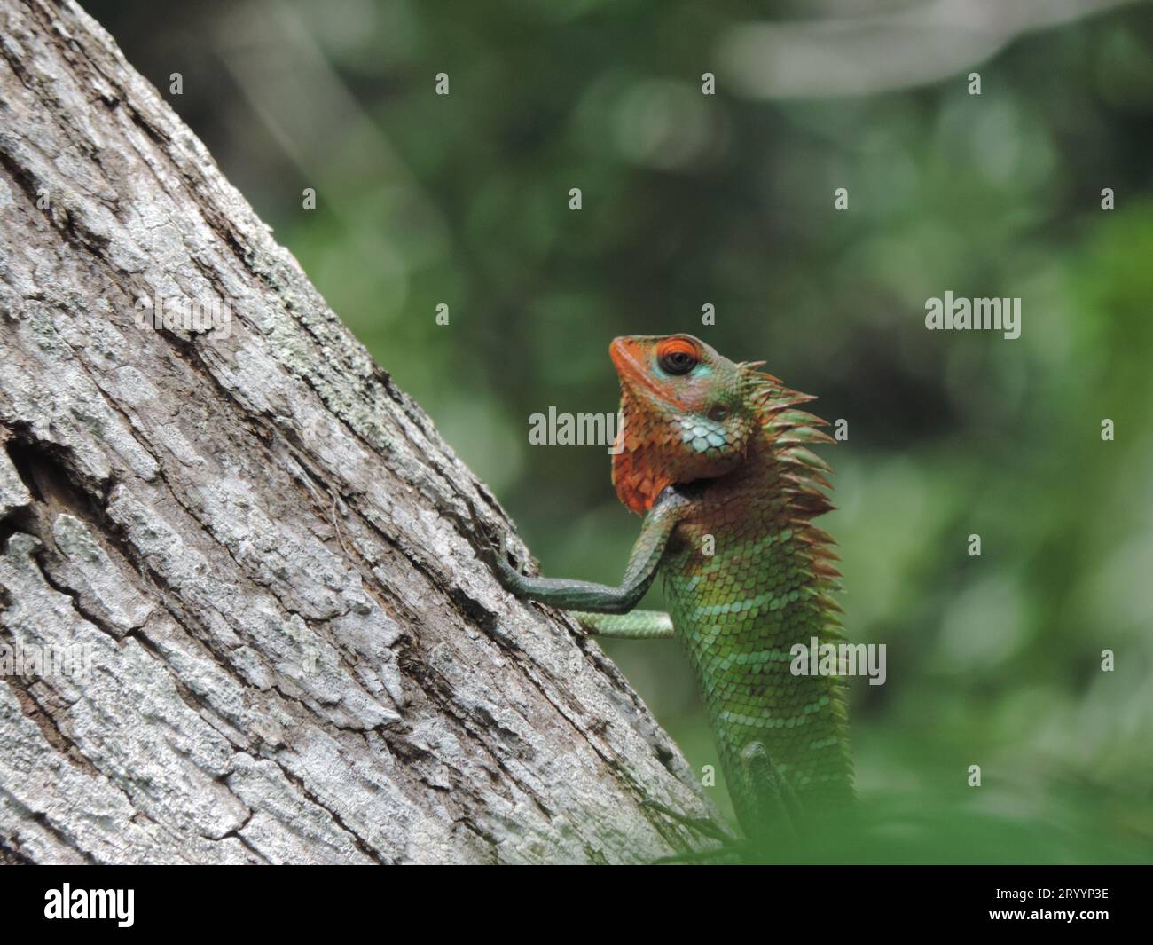 Lizards in Sri Lanka. Visit Sri Lanka Stock Photo - Alamy