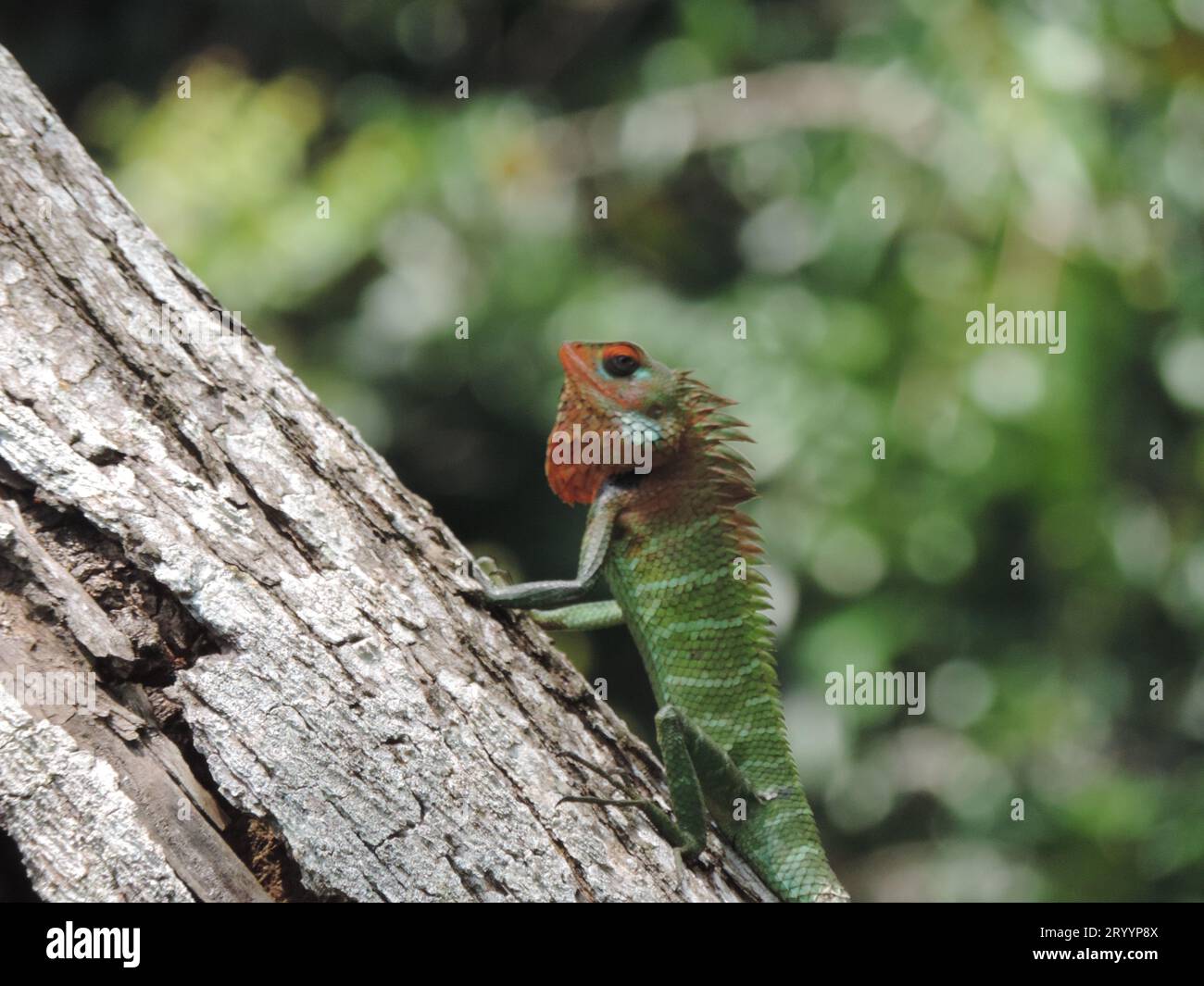 Lizards in Sri Lanka. Visit Sri Lanka Stock Photo - Alamy