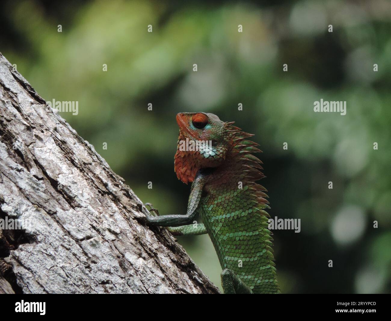 Lizards in Sri Lanka. Visit Sri Lanka Stock Photo - Alamy