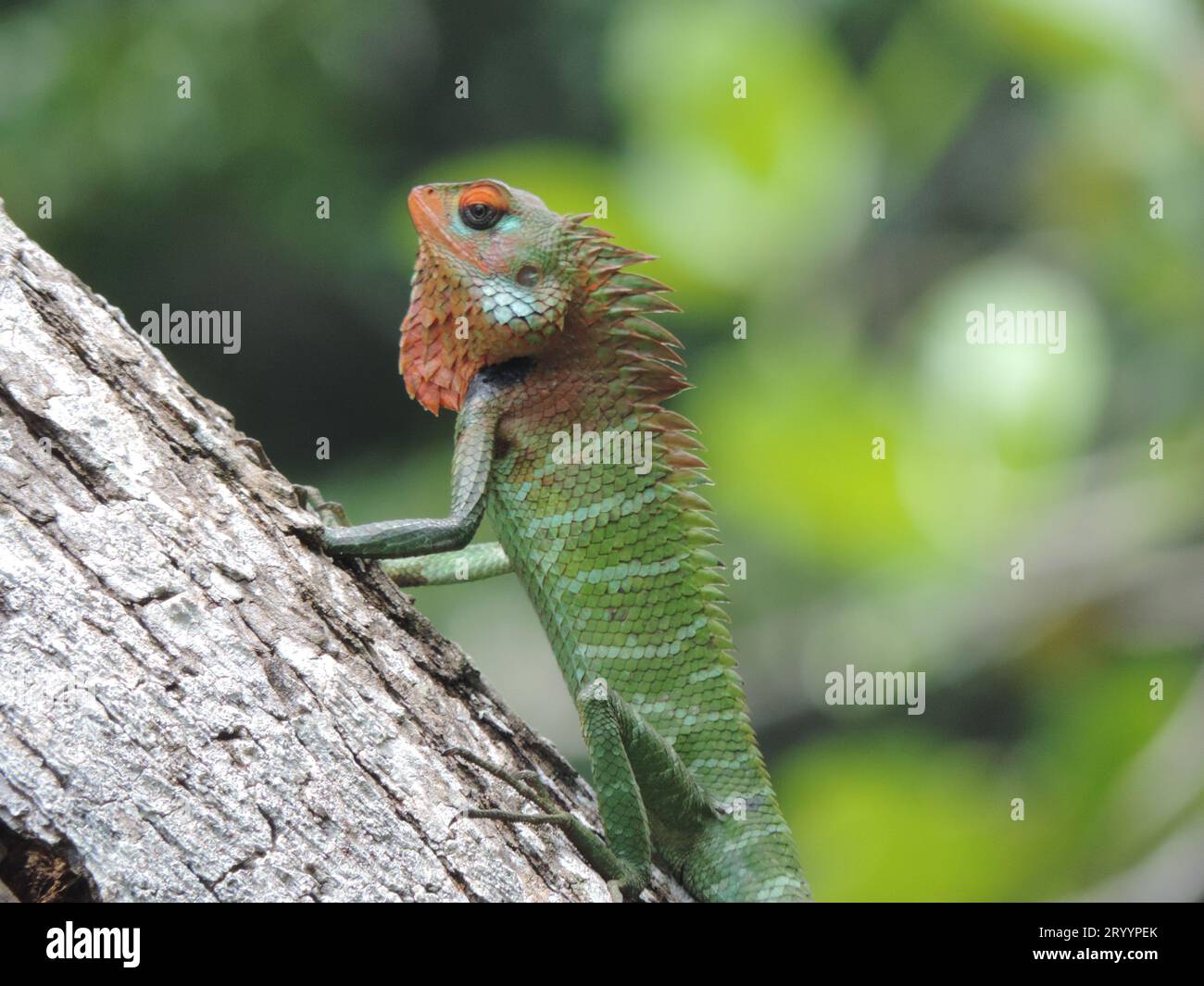 Lizards in Sri Lanka. Visit Sri Lanka Stock Photo - Alamy