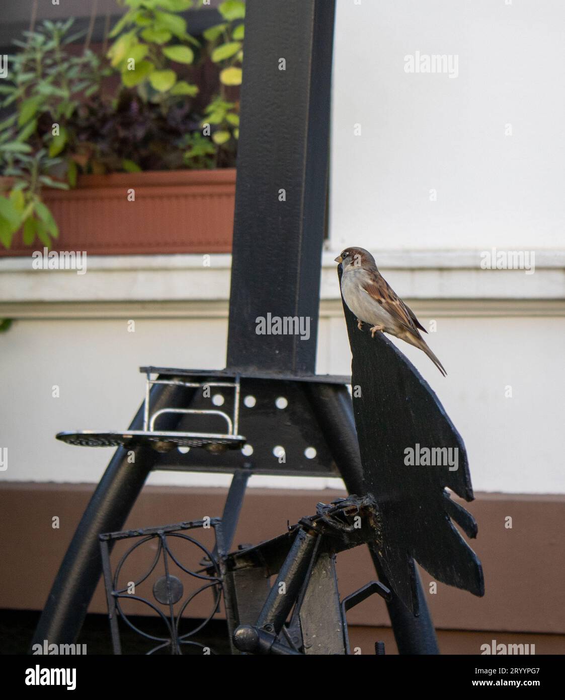 The finch brooklyn hi-res stock photography and images - Alamy