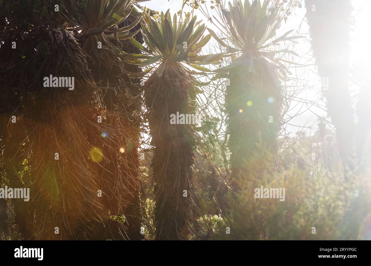 Colombian national flower hi-res stock photography and images - Alamy