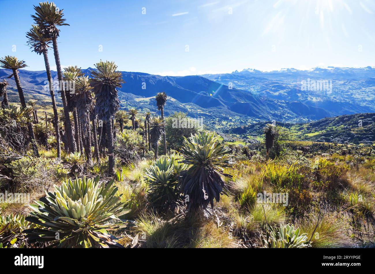 Colombian national flower hi-res stock photography and images - Alamy