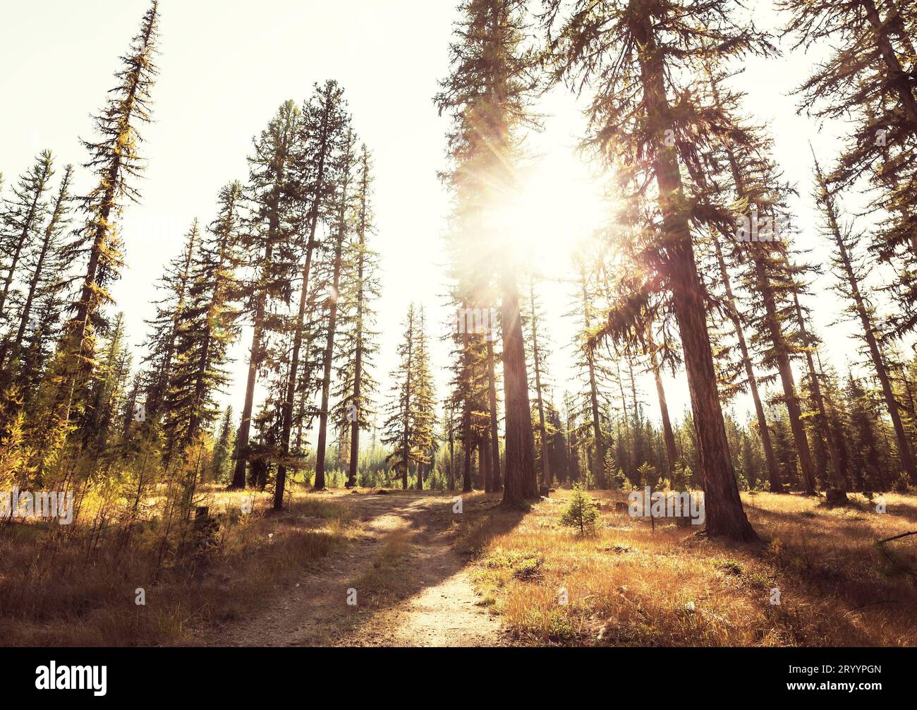 Larch trees banff hi-res stock photography and images - Alamy
