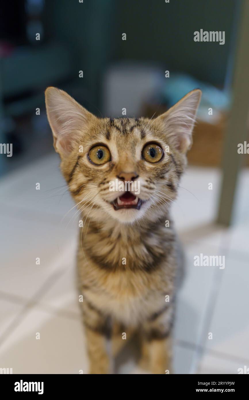 Little brown tabby kitten cute animals in house Stock Photo - Alamy