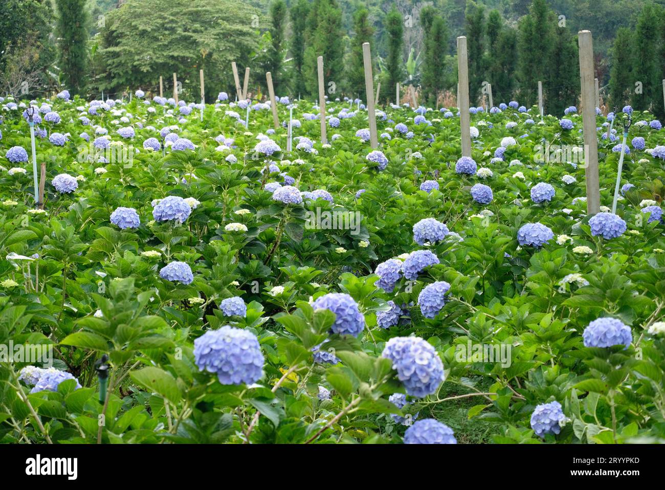 Travel photography taking photos in hydrangea garden Stock Photo - Alamy