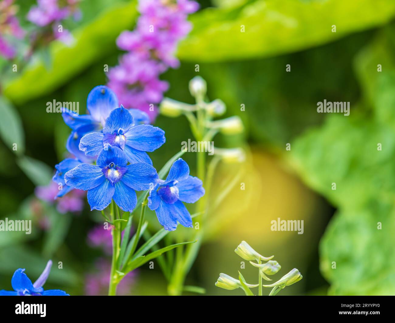 Close up of a delphinium elatum flower in bloom. Purple blue flowers of ...