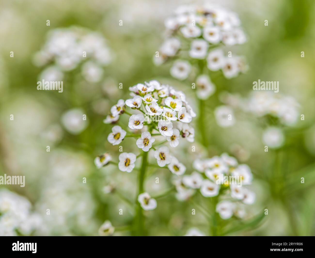 Dainty purple and white flowers of Lobularia maritima Alyssum maritimum ...
