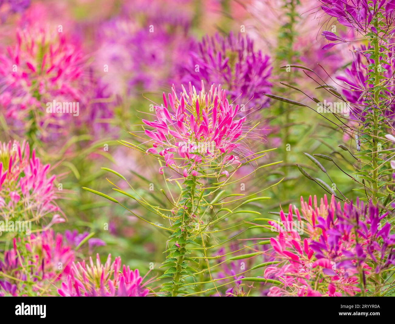 Group of purple and red Cleome hassleriana flowers or Spinnenblume or ...