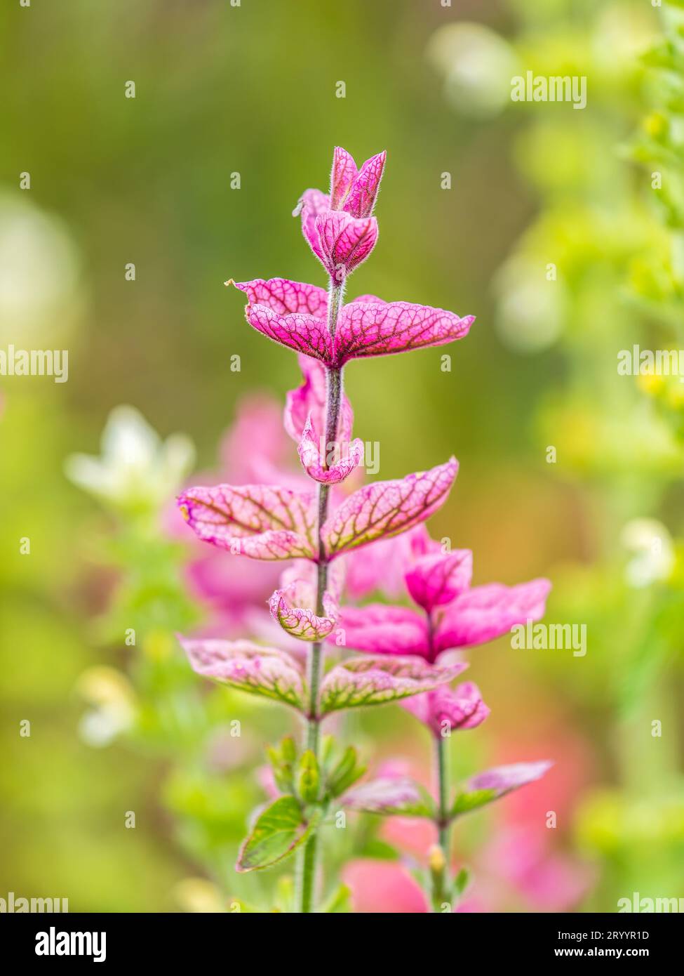 Salvia pink flowers with green leaves Blossom, medicinal plant in ...