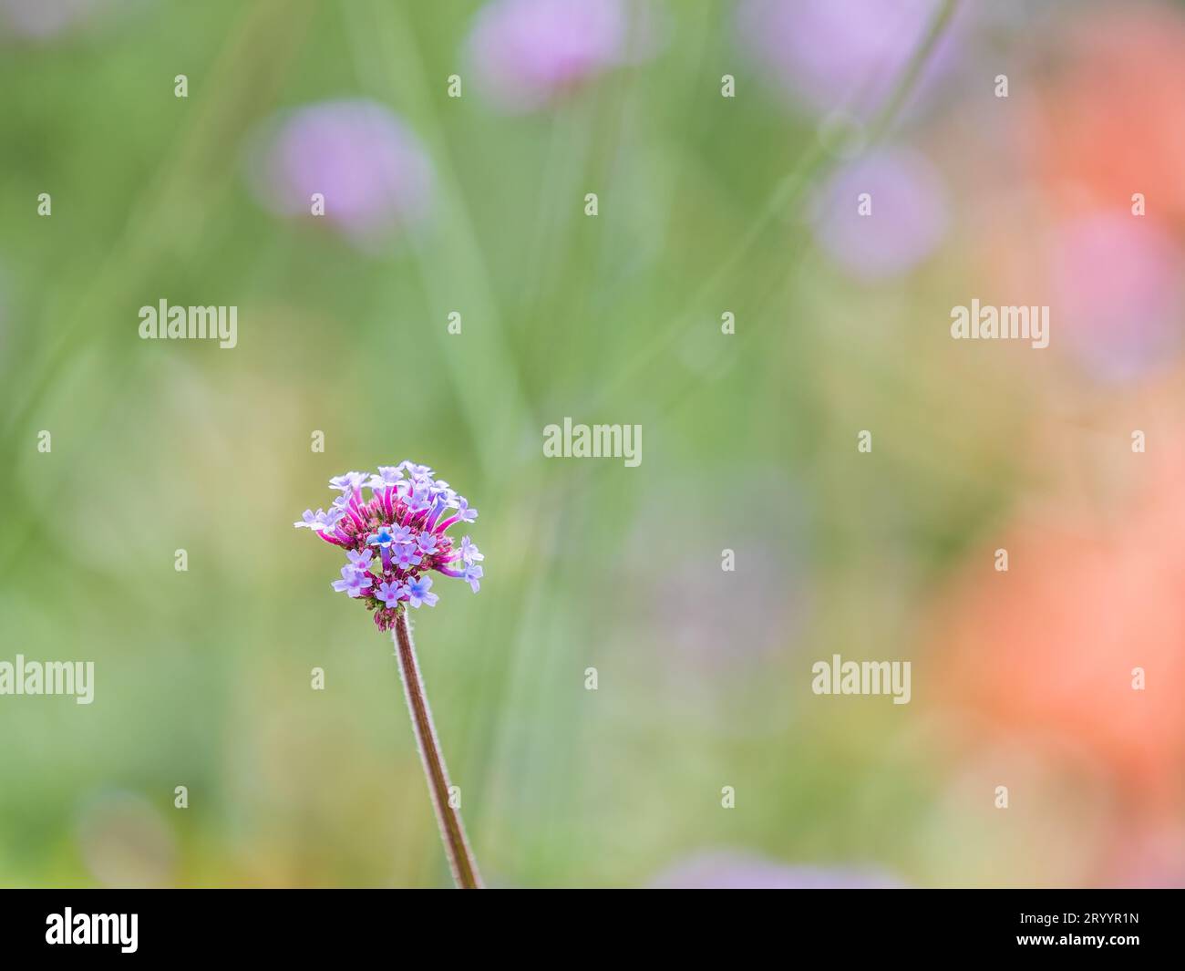 Verbena bonariensis flowers, Argentinian Vervain or Purpletop Vervain ...