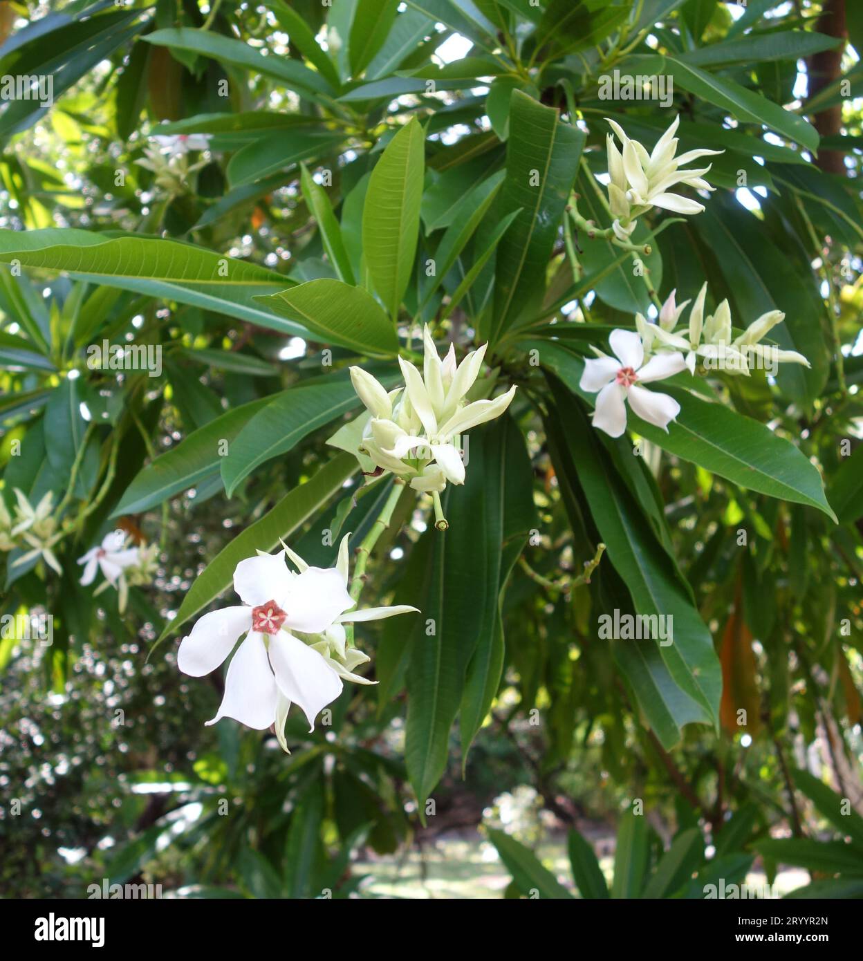 Flowering Sea Mango or Dog Bane (Cerbera manghas), Cooktown Botanic ...
