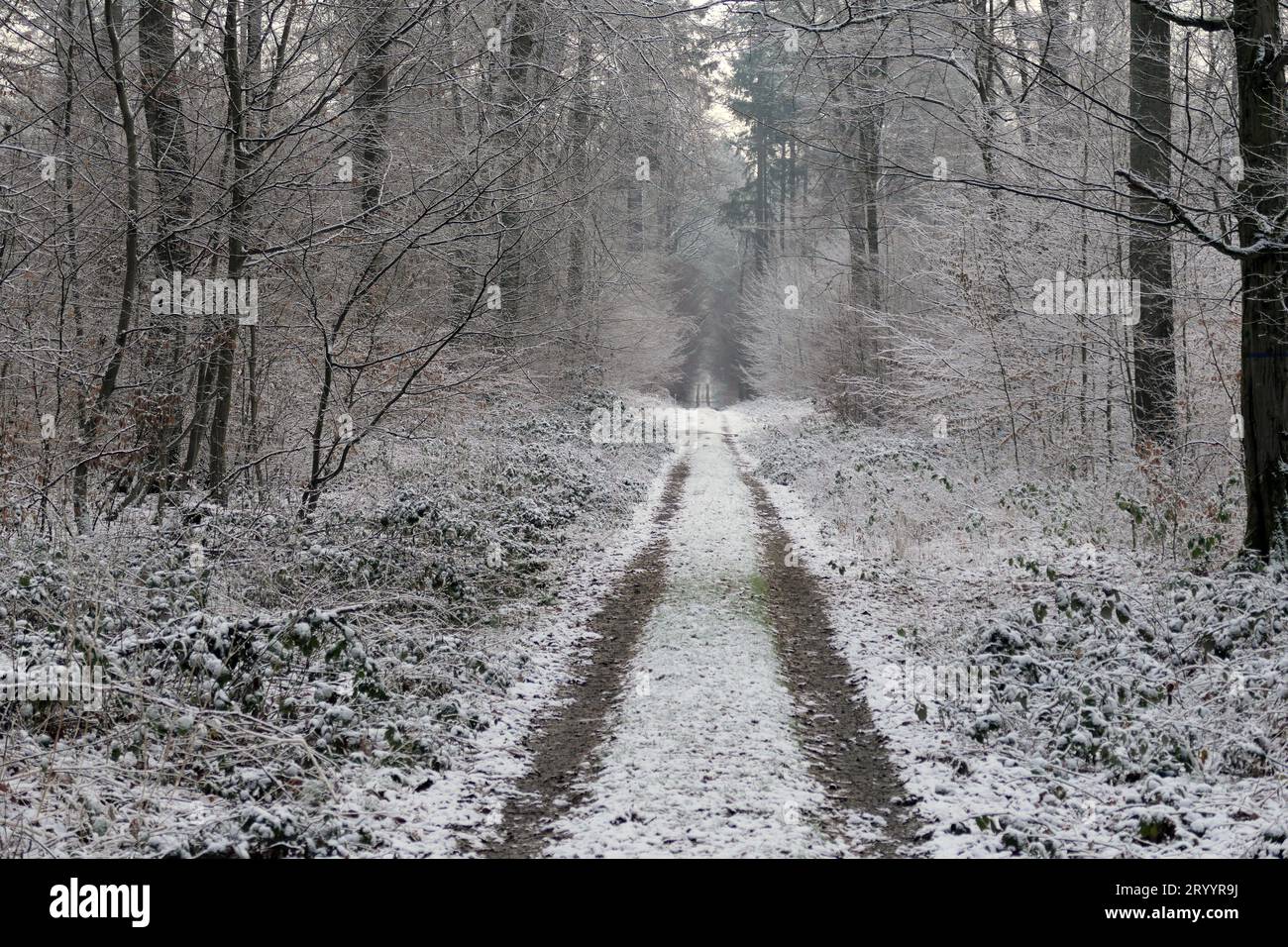 Forest path in winter Stock Photo - Alamy