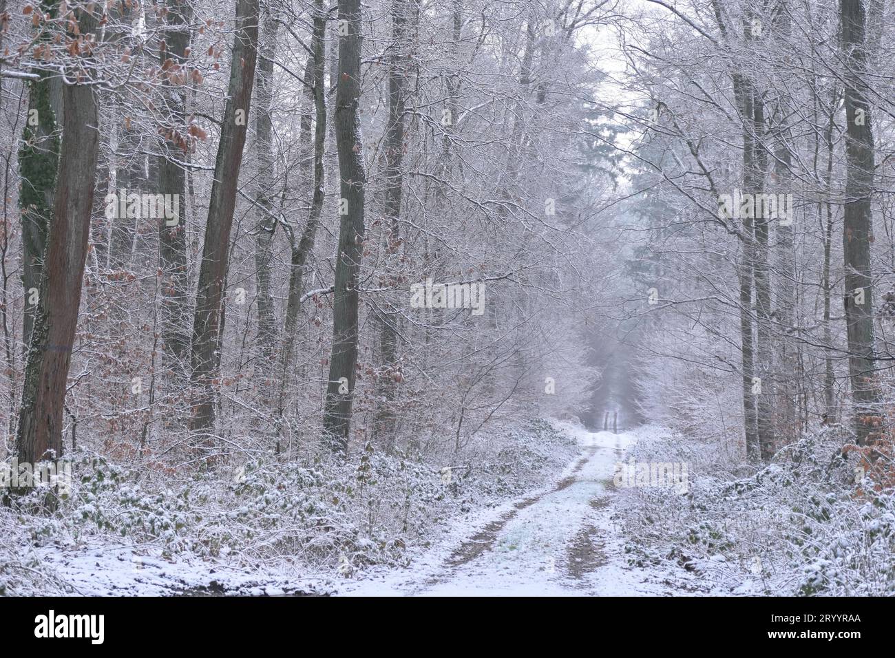 Forest path in winter Stock Photo - Alamy