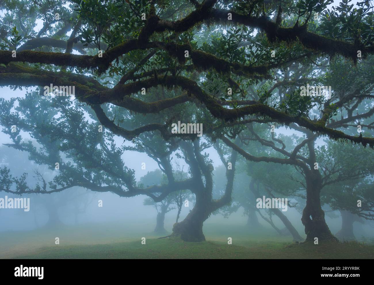 Fanal forest , old mystical tree in Madeira island, Unesco Stock Photo ...