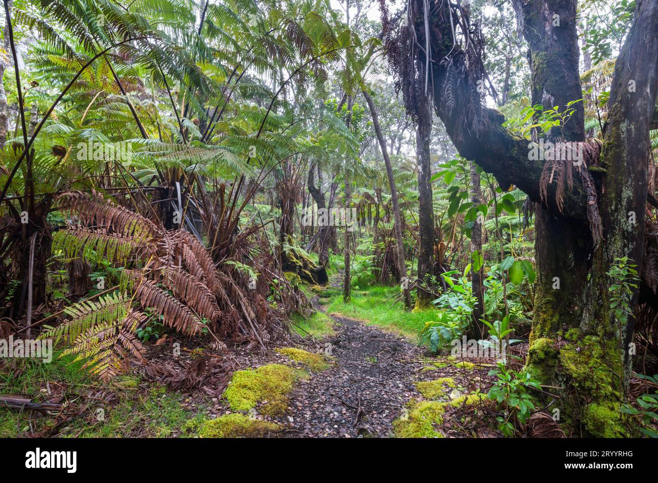 Hawaii tropical fog forest hi-res stock photography and images - Alamy