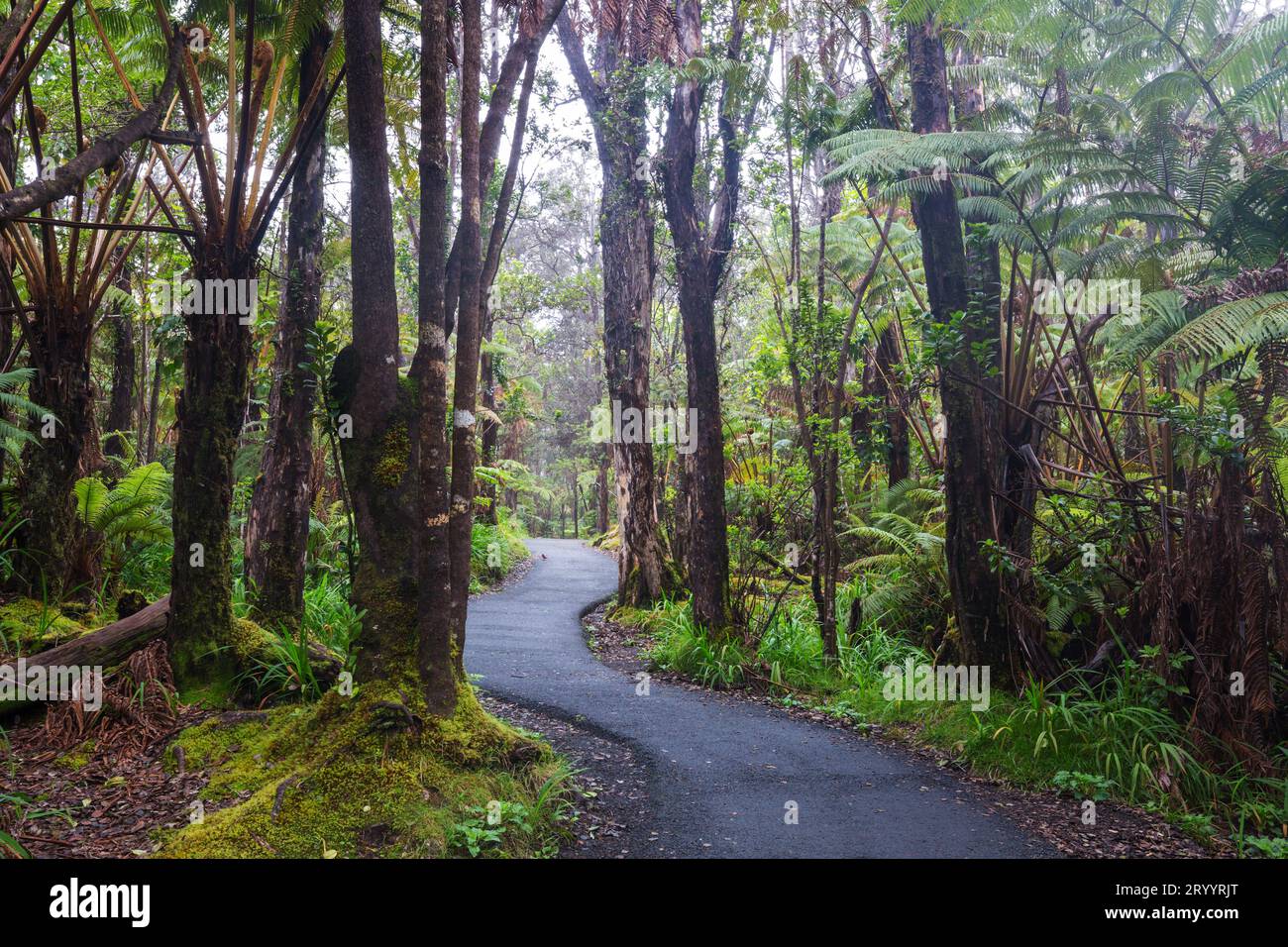 Hawaii tropical fog forest hi-res stock photography and images - Alamy