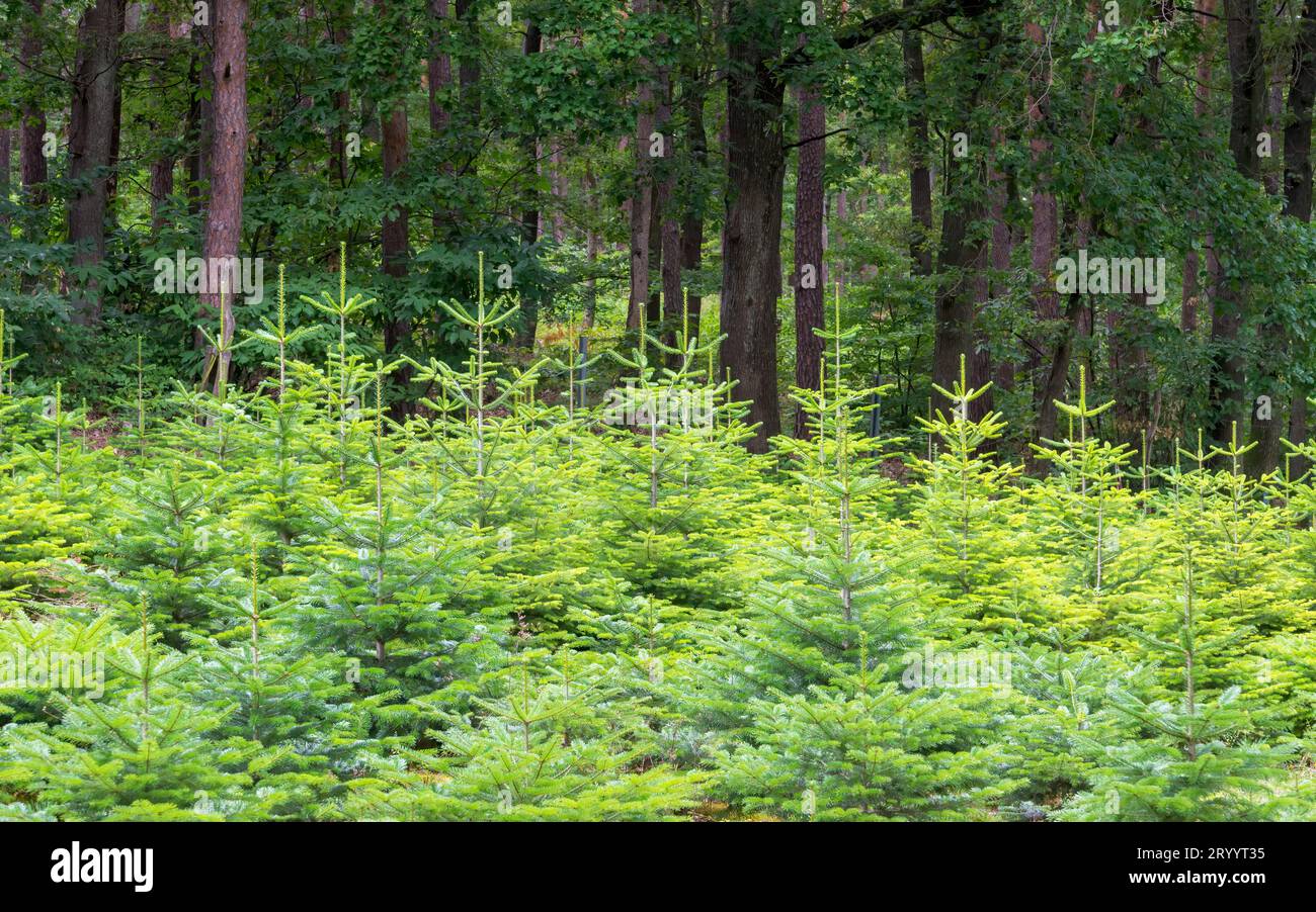 Evergreen tree farm hi-res stock photography and images - Alamy