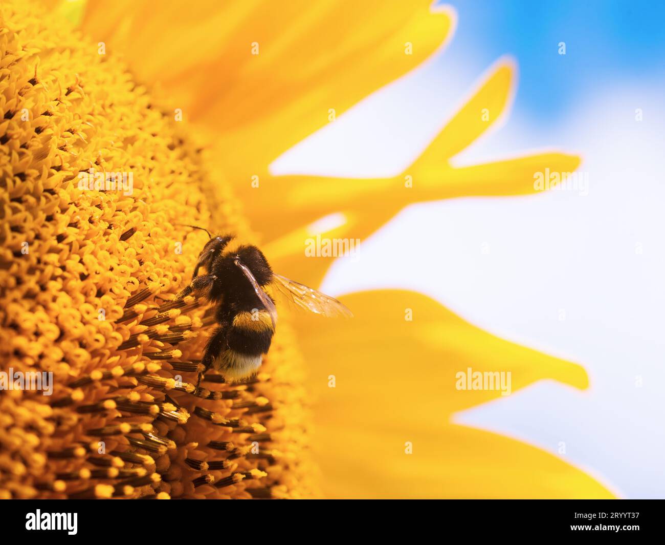 Honey bee pollinating sunflower plant Stock Photo - Alamy