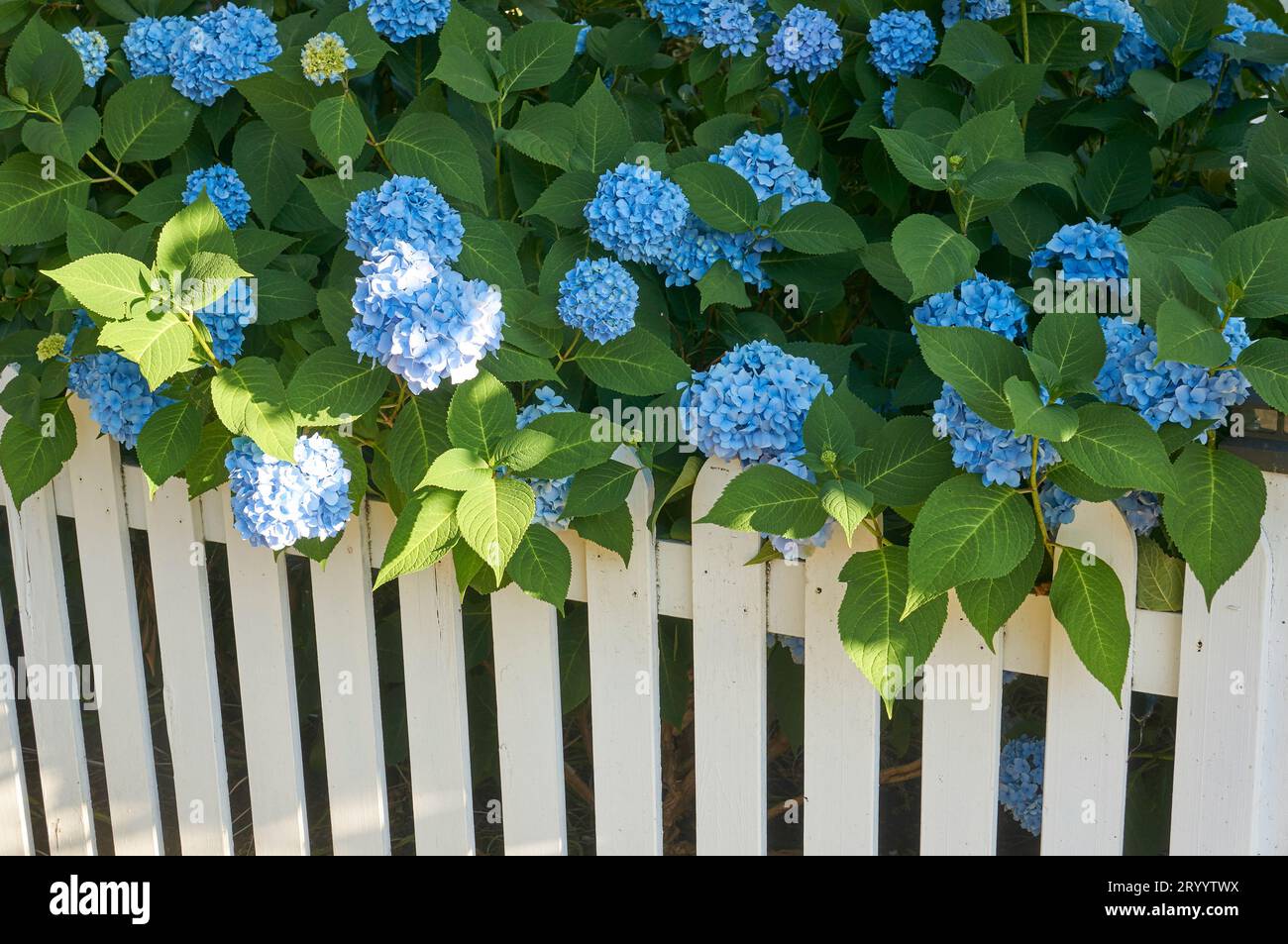 Blue Flowers Fence Centaurea Montana – Great Dixter House And