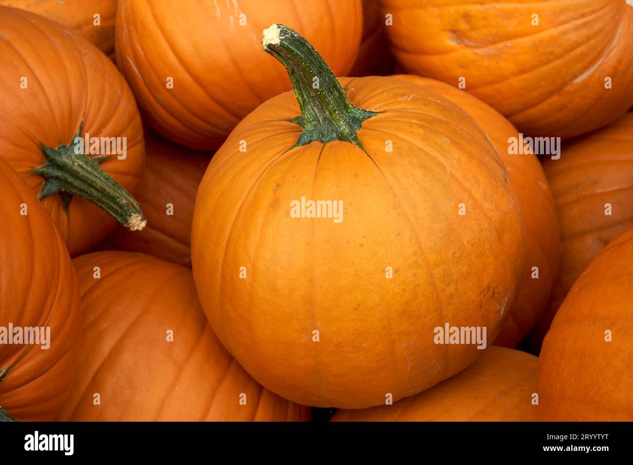 Pumpkins in a pile hi-res stock photography and images - Alamy
