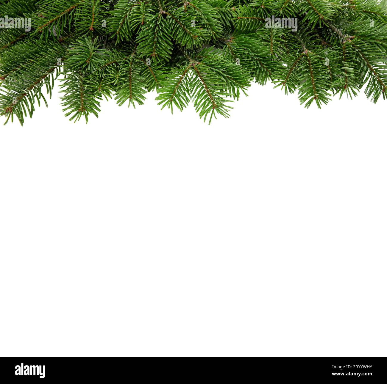 Christmas tree border isolated on white transparent, Xmas spruce, green ...