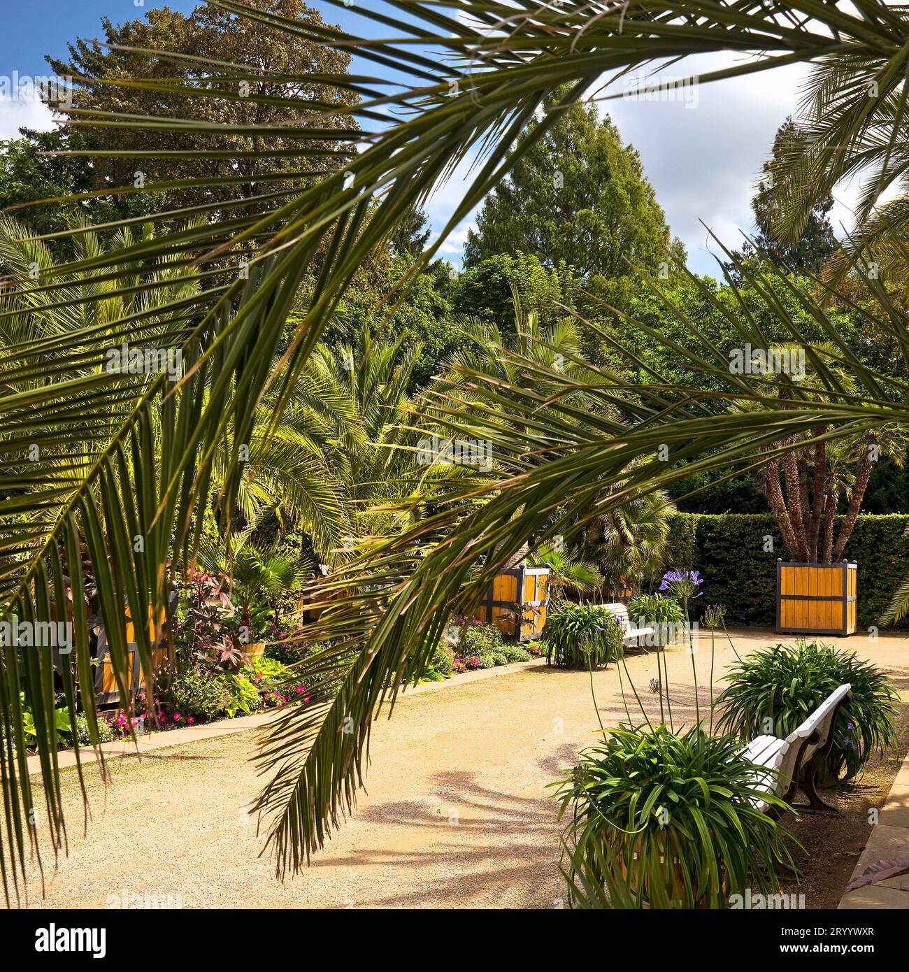 Palm garden, Bad Pyrmont spa gardens, Lower Saxony, Germany, Europe ...