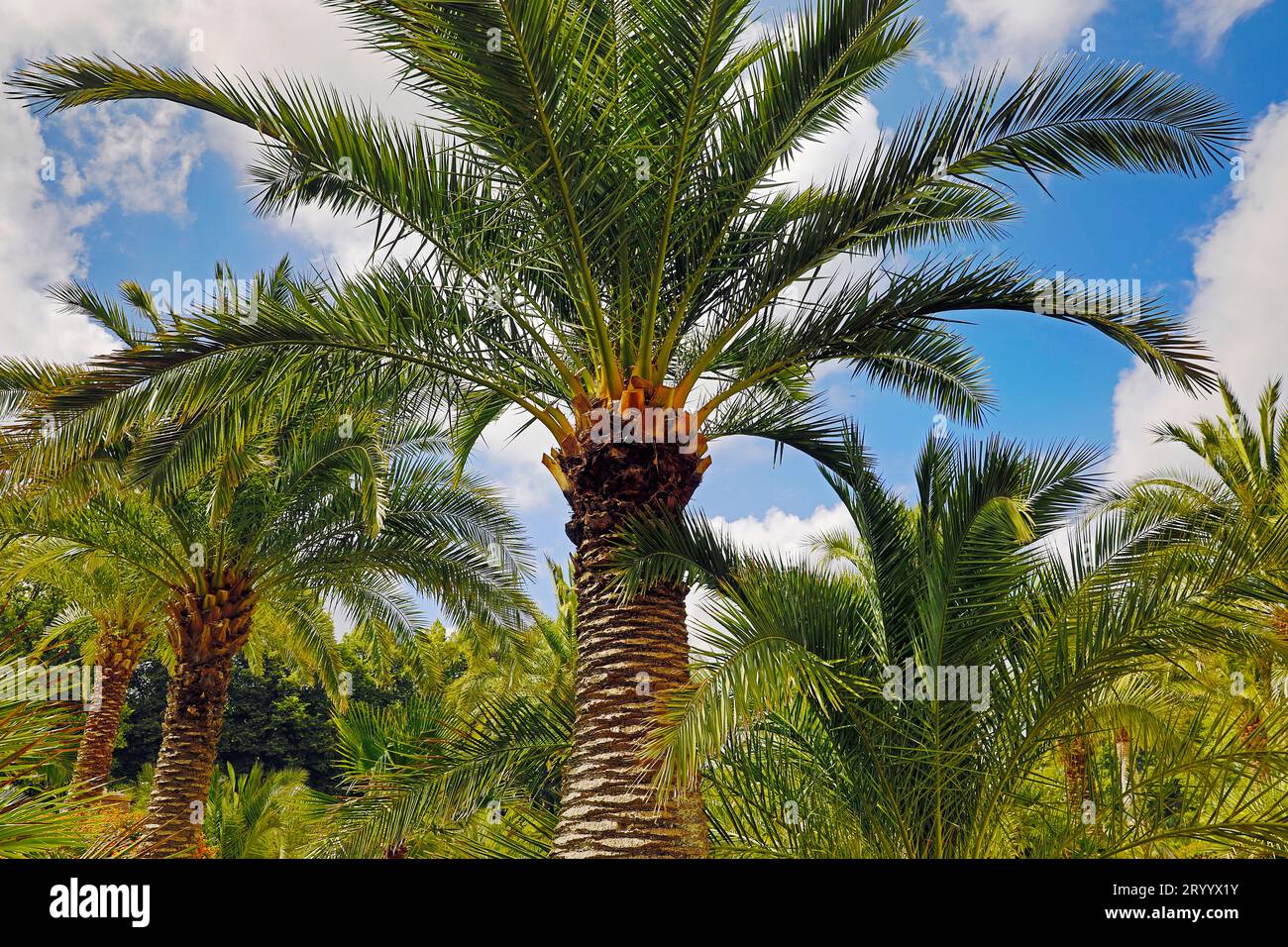 Palm garden, Bad Pyrmont spa gardens, Lower Saxony, Germany, Europe ...