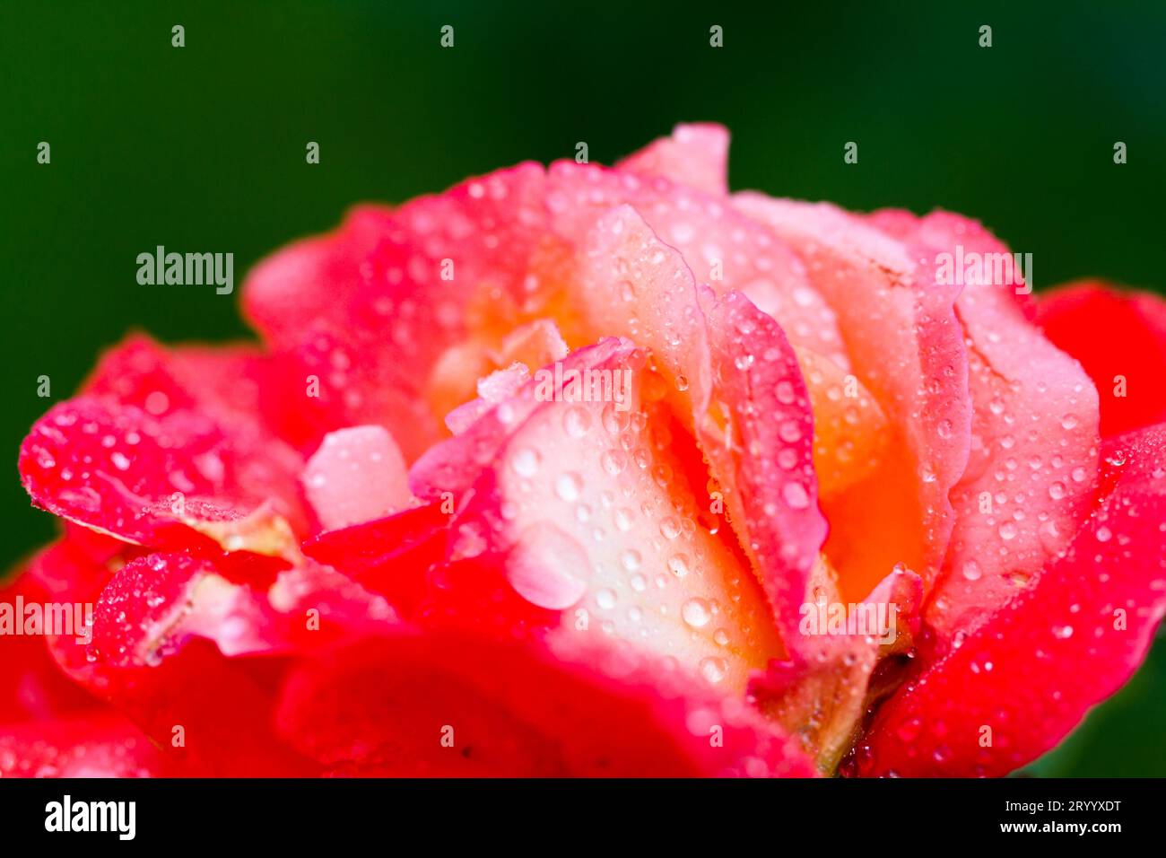 Urban rose garden hi-res stock photography and images - Alamy