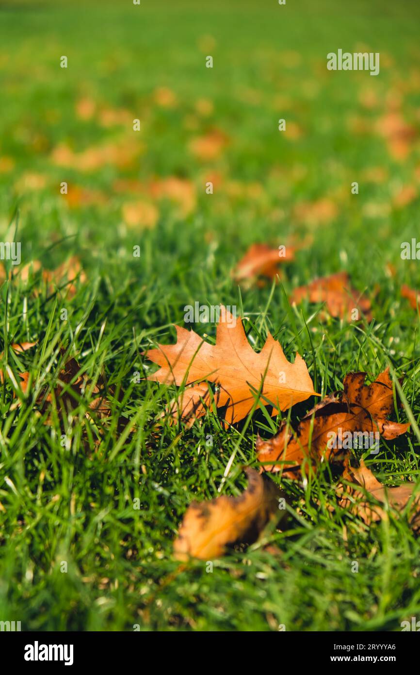 Colorful falling autumn leaves. View through the autumn foliage in park ...