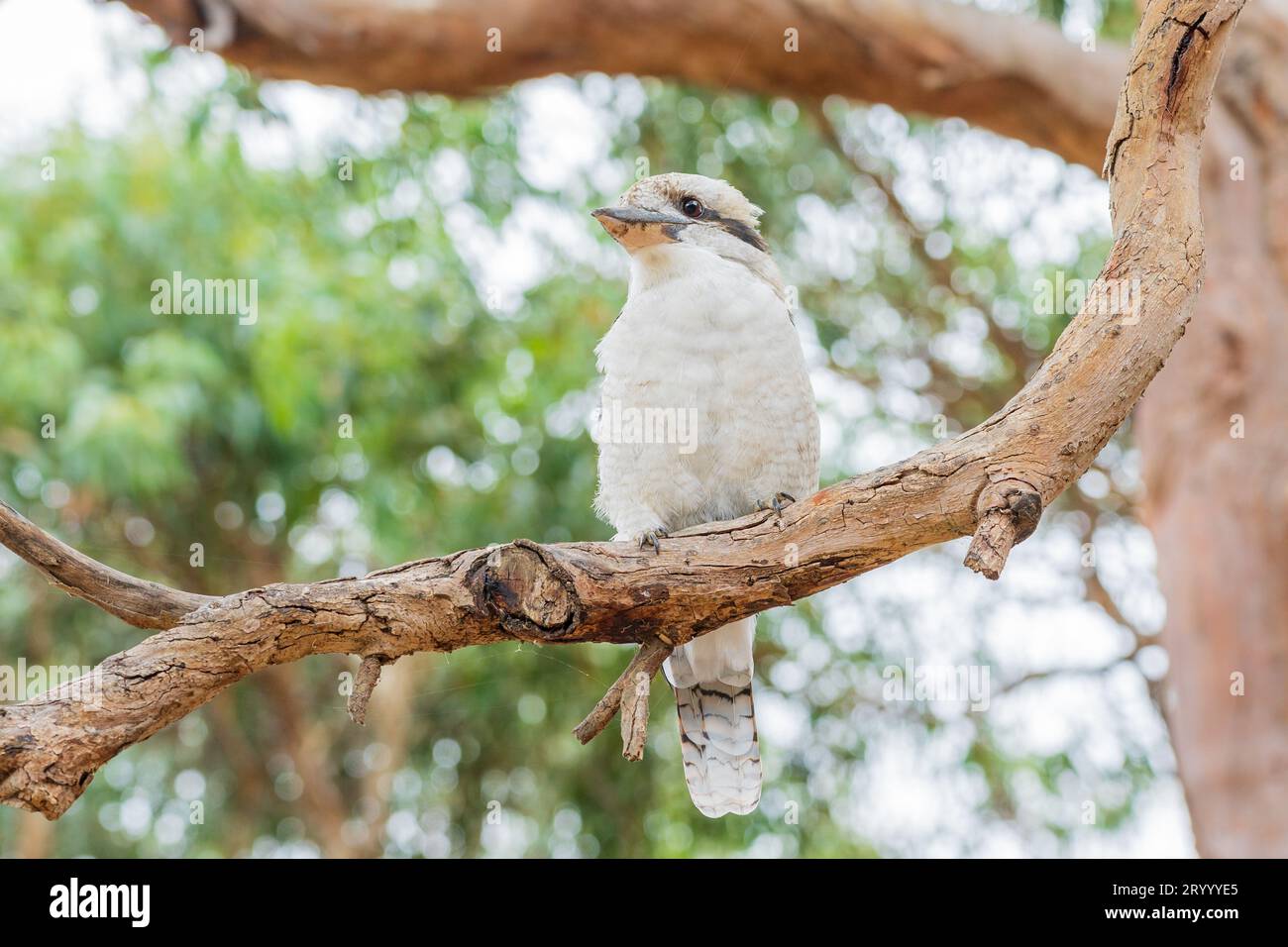 Australian kookaburra sitting on the branch of a tree at Anglesea ...