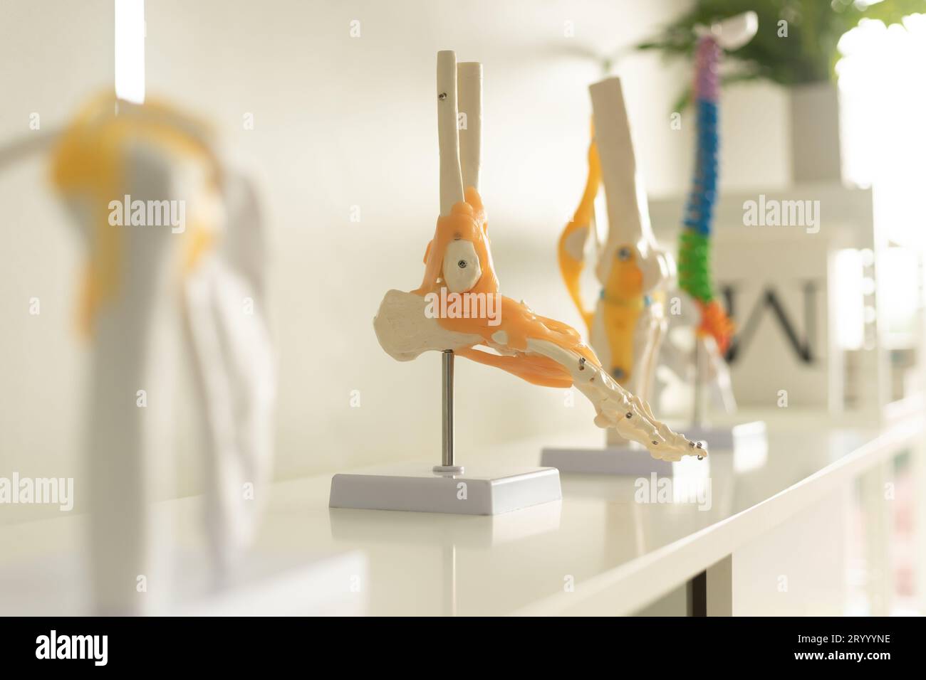 Science equipment in the laboratory. Foot skeleton model. Children STEM ...