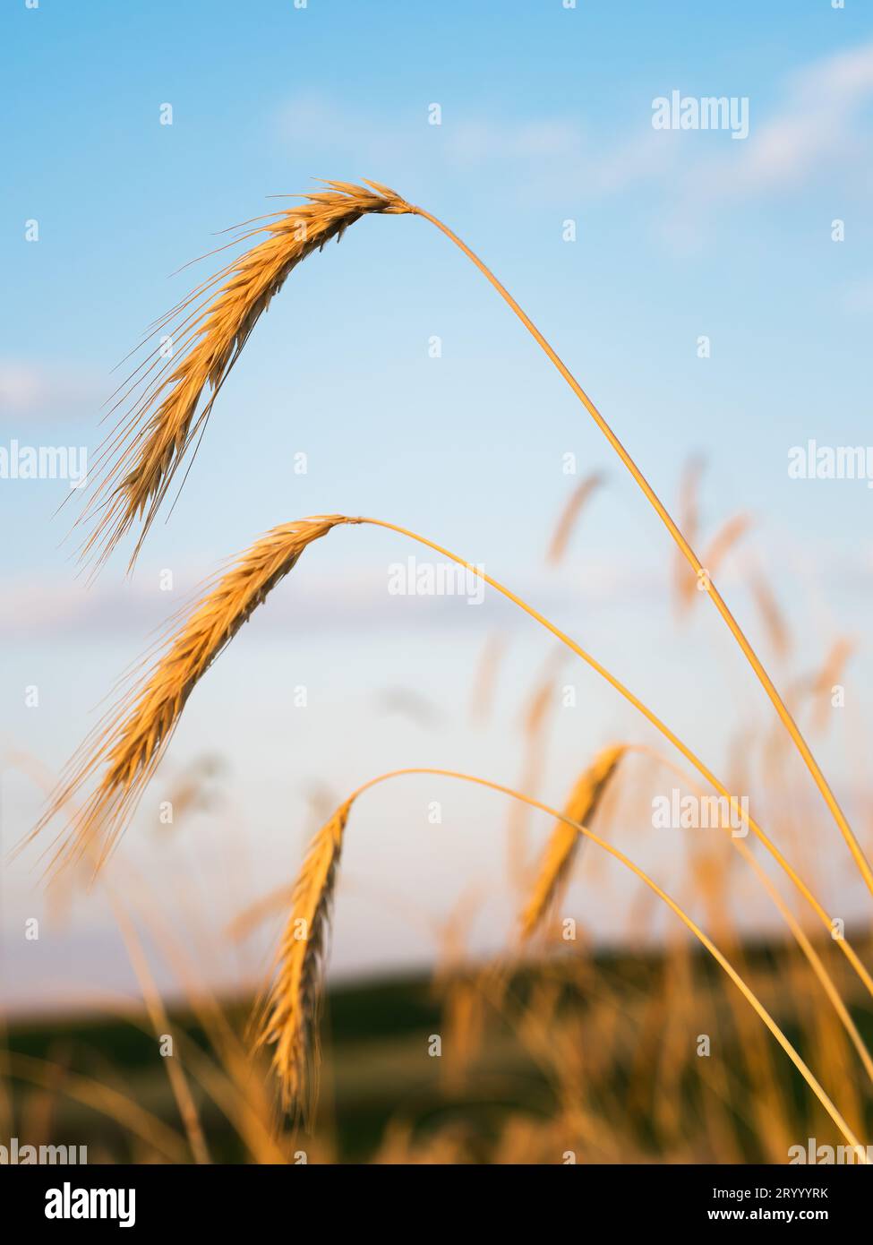 Backlit wheat blades Stock Photo - Alamy