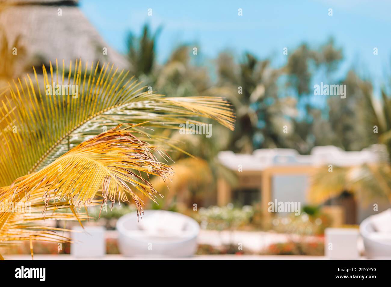 Palm trees on white sand beach. Playa Sirena. Cayo Largo. Cuba Stock ...